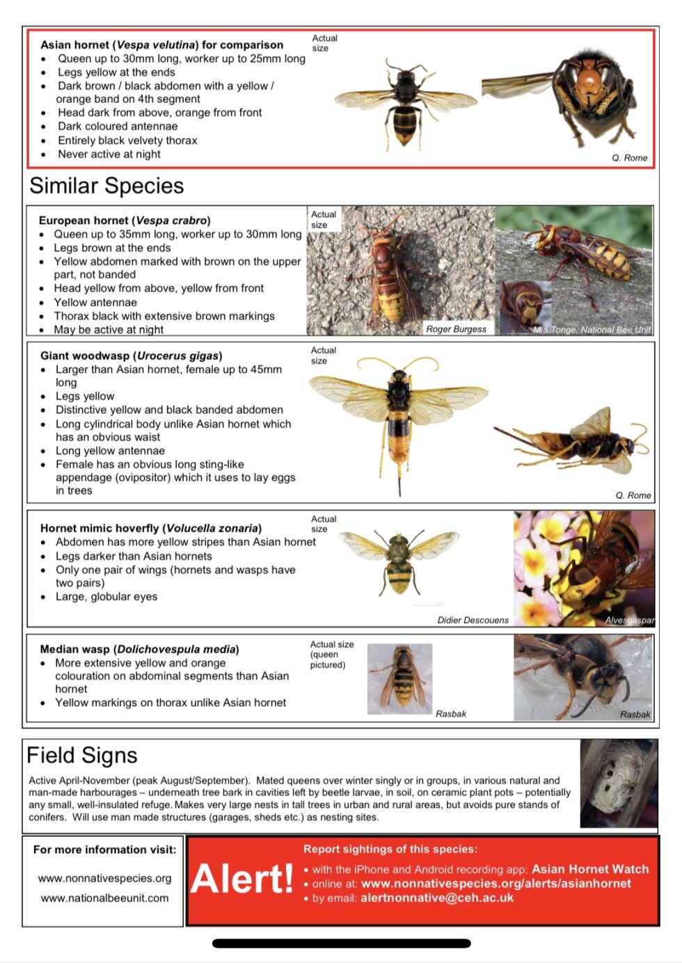 Asian Hornet Identification Sheet | Plot 37